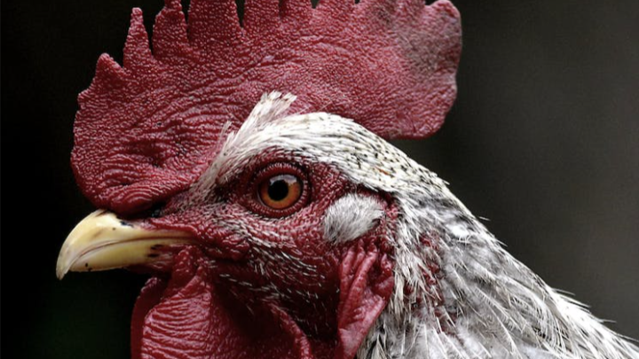 Emergência zoossanitária devido à influenza aviária (Libras) - Libraria News